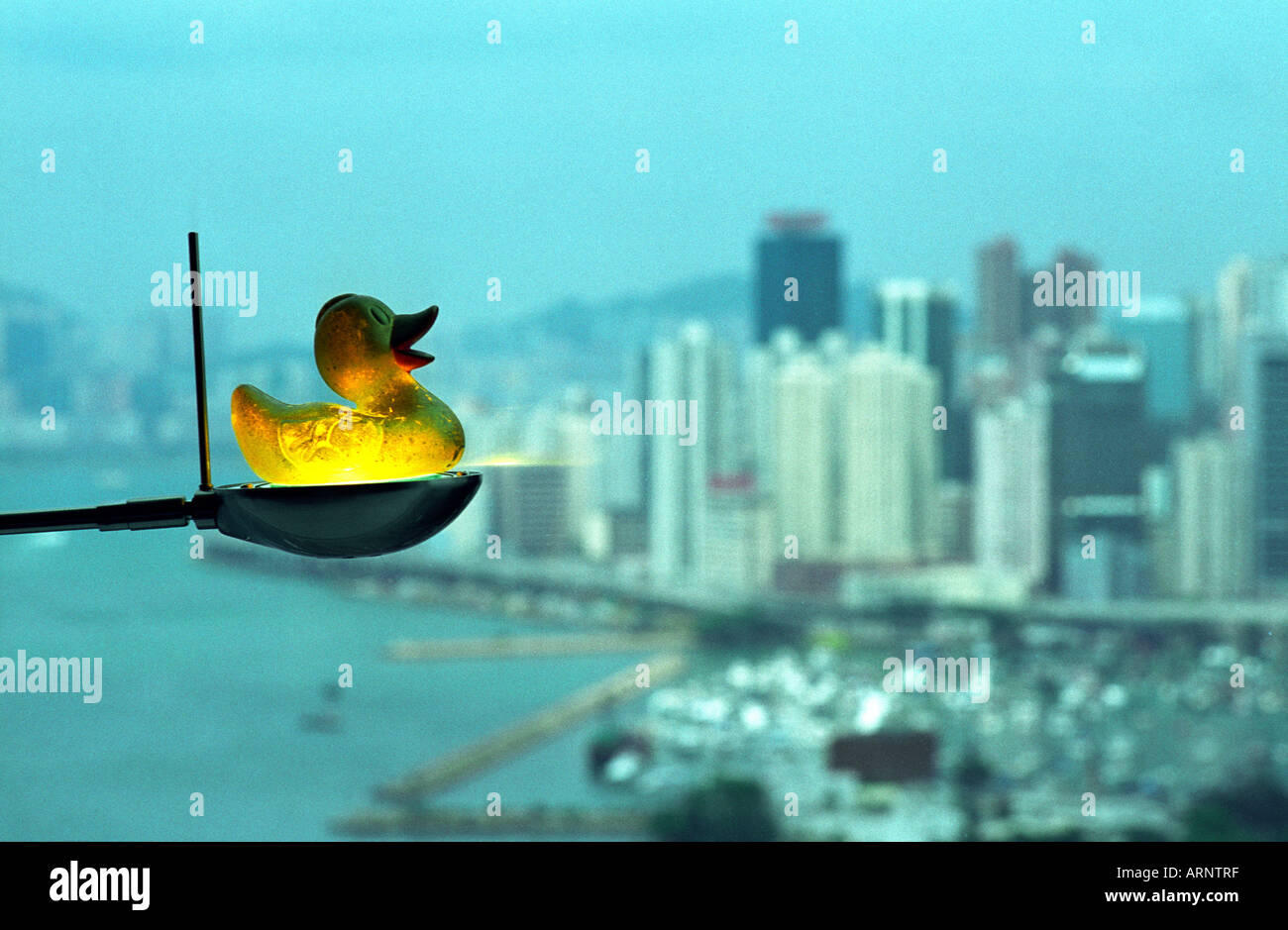 Golden duck hi-res stock photography and images - Alamy