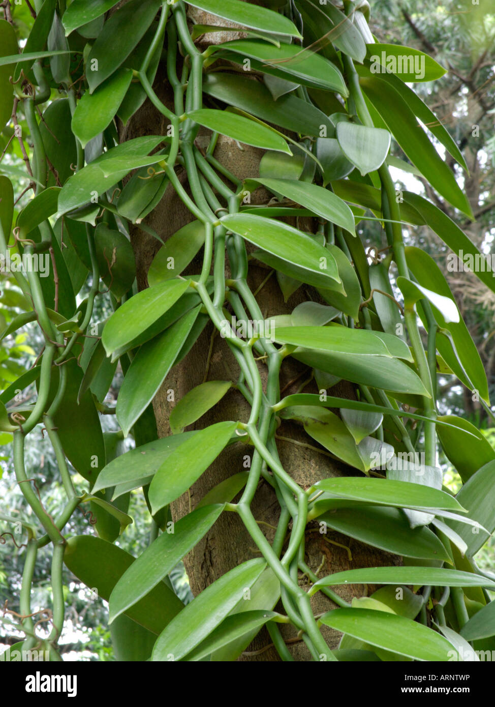 Flat-leaved vanilla (Vanilla planifolia Stock Photo - Alamy