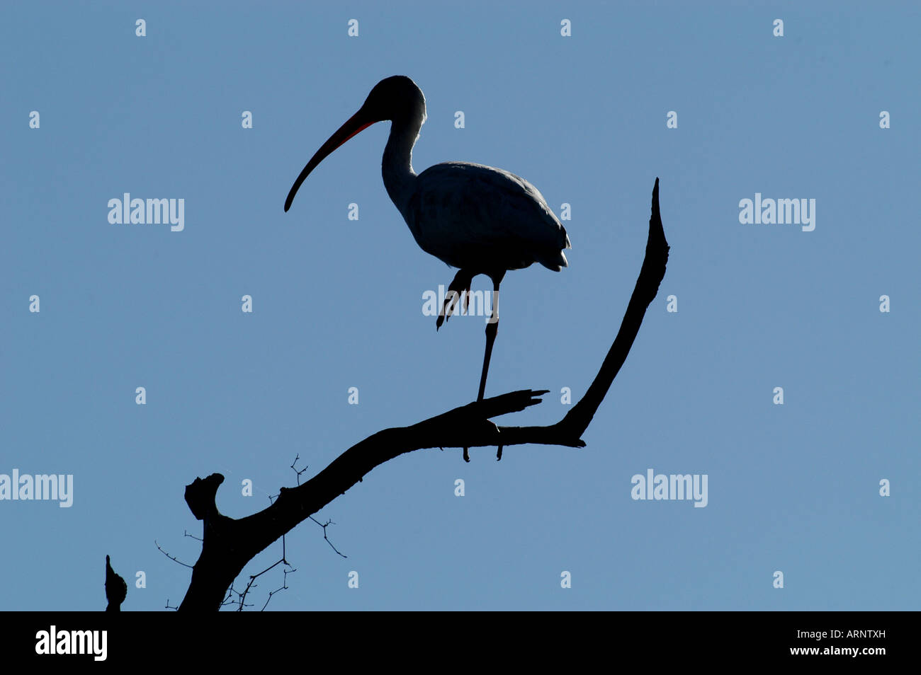 white ibis sanibel island florida Stock Photo - Alamy