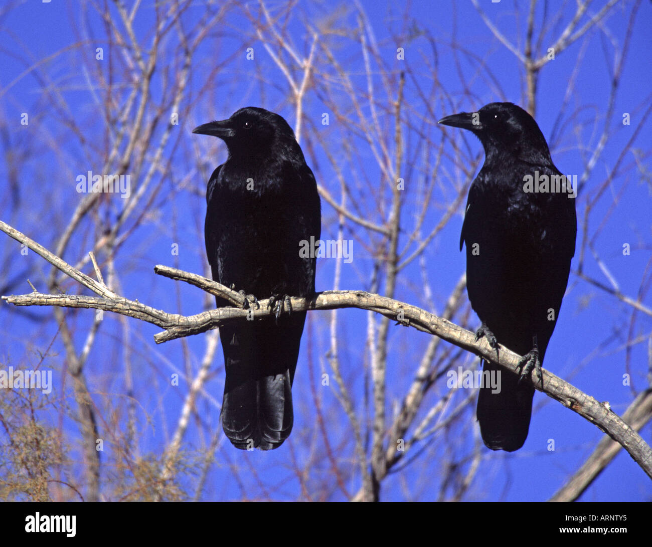 The crows hi-res stock photography and images - Alamy