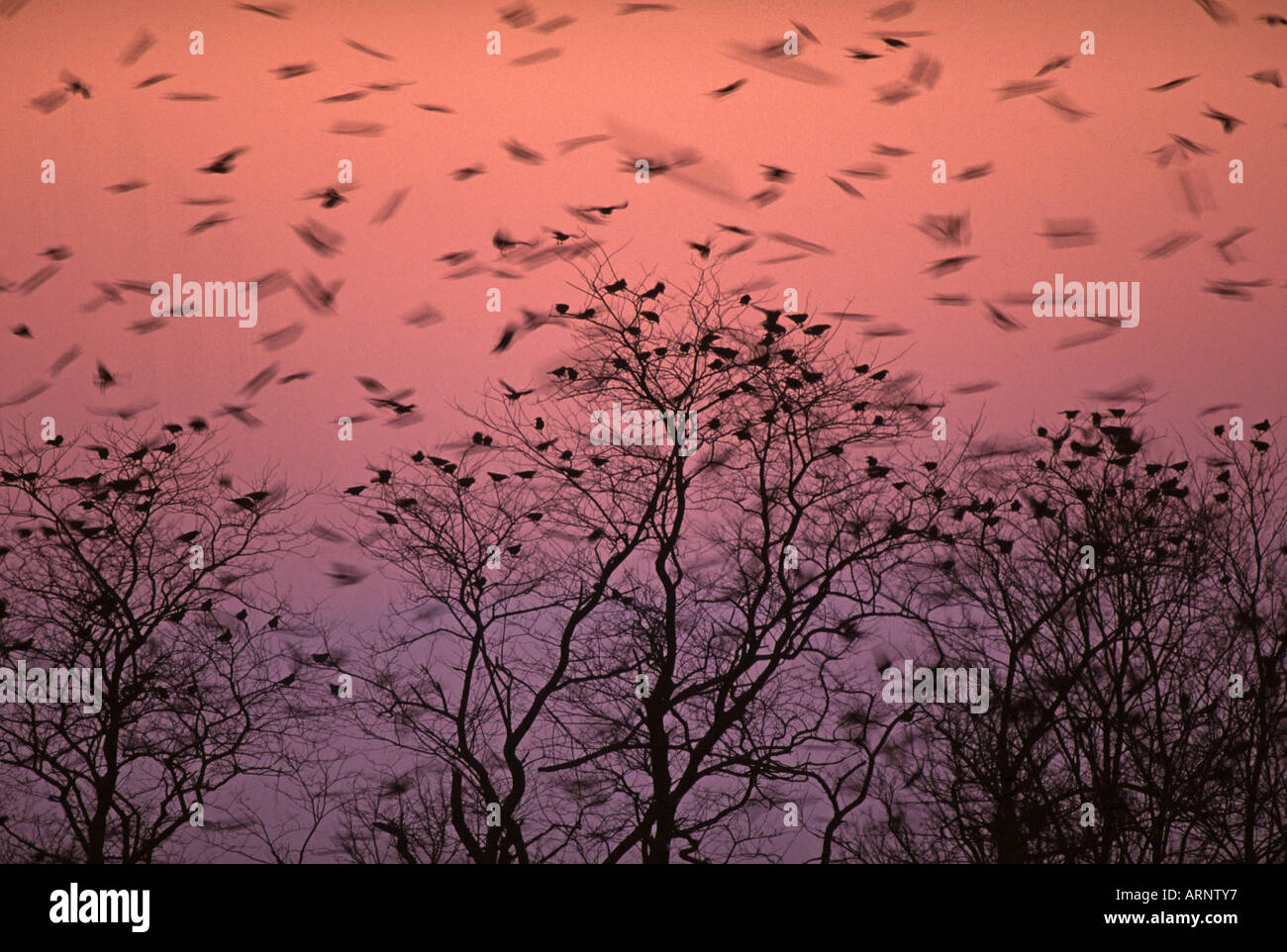Birds bird crow crows gamebirds hi-res stock photography and images - Alamy