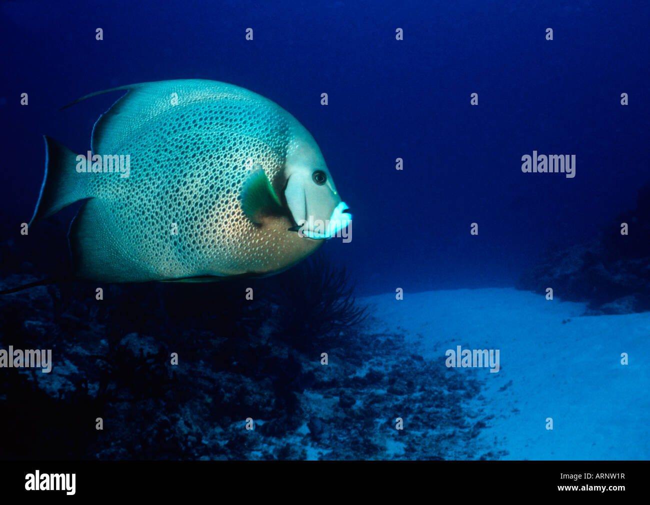 Mexico, Cozumel, Underwater reef, Gray Angelfish Stock Photo - Alamy
