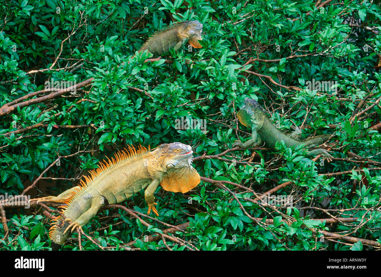 Costa Rica, Green iguanas (Iguana iguana) in trees at Muelle Stock ...