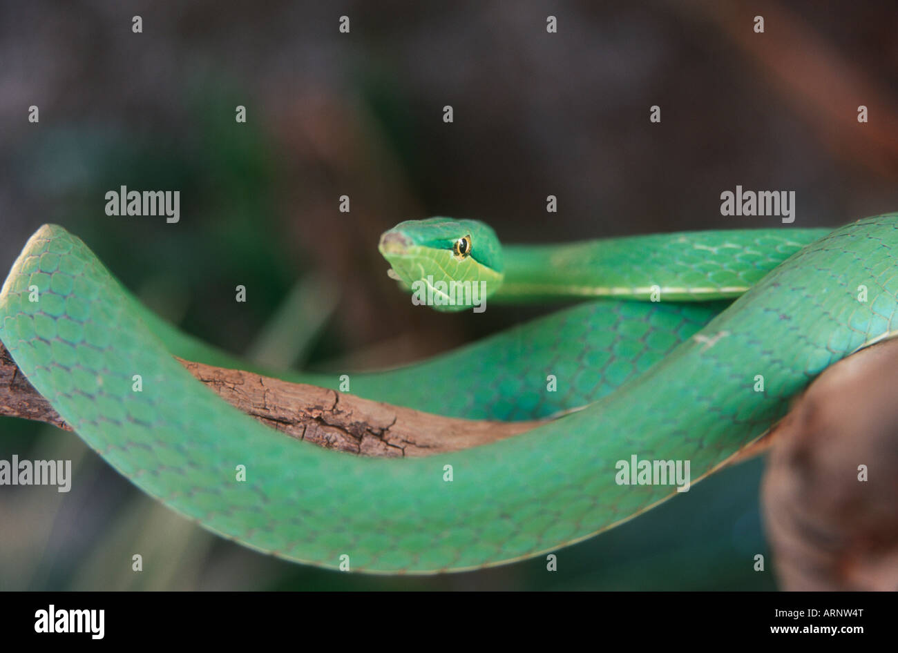 Costa Rica, green parrot snake (Leptophis ahaetulla Stock Photo - Alamy