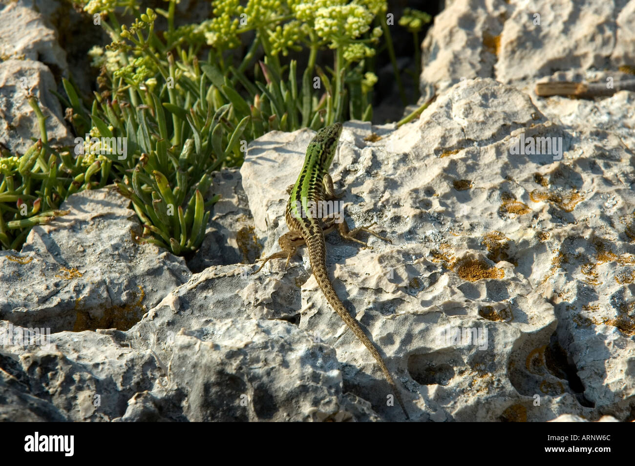 lizard staring at the sun - premantura - croatia Stock Photo - Alamy