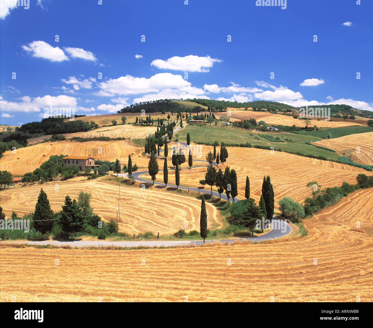 Lombardy italy poplar trees hi-res stock photography and images - Alamy