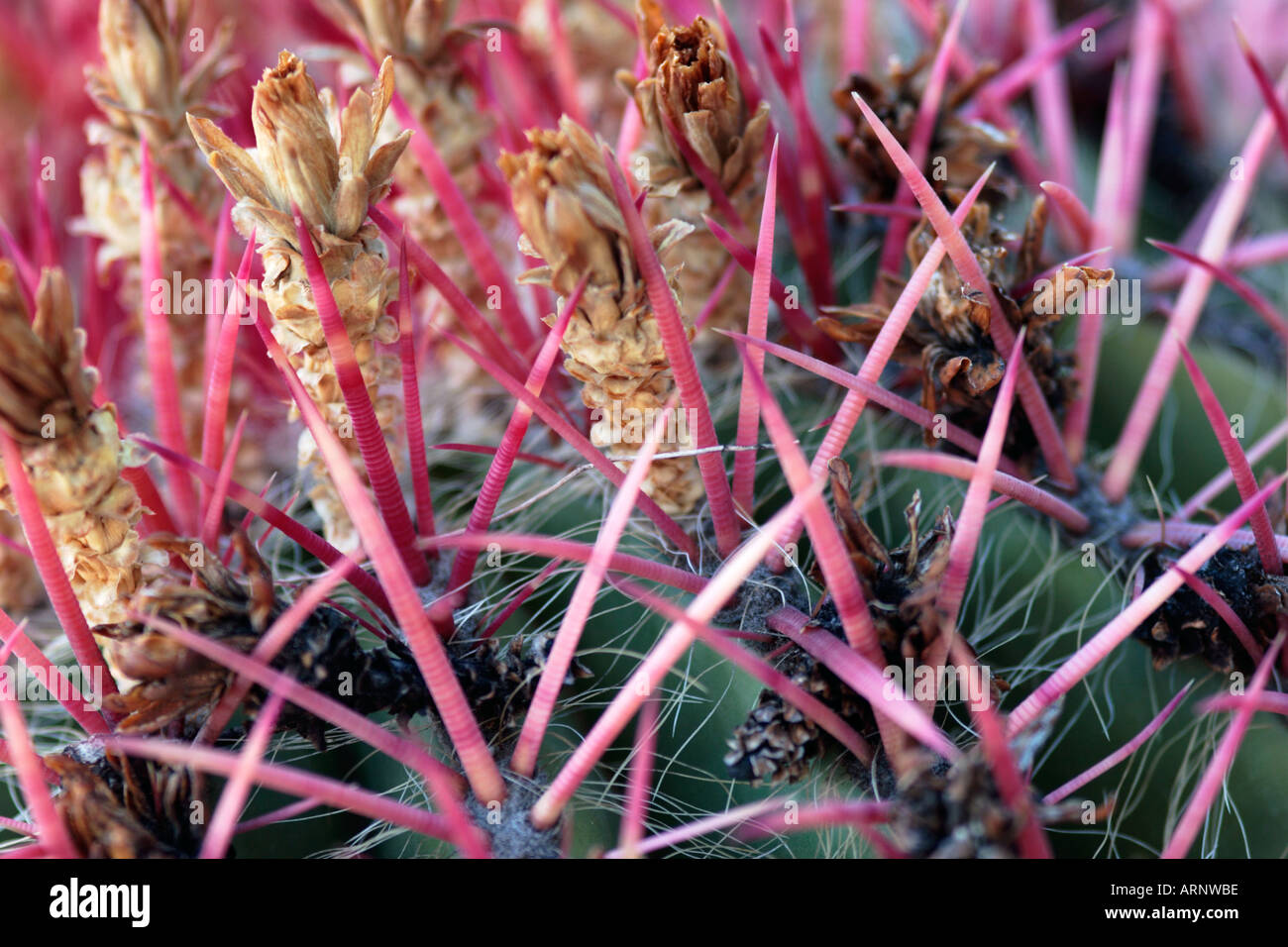 Ferocactus pilosus cactus hi-res stock photography and images - Alamy