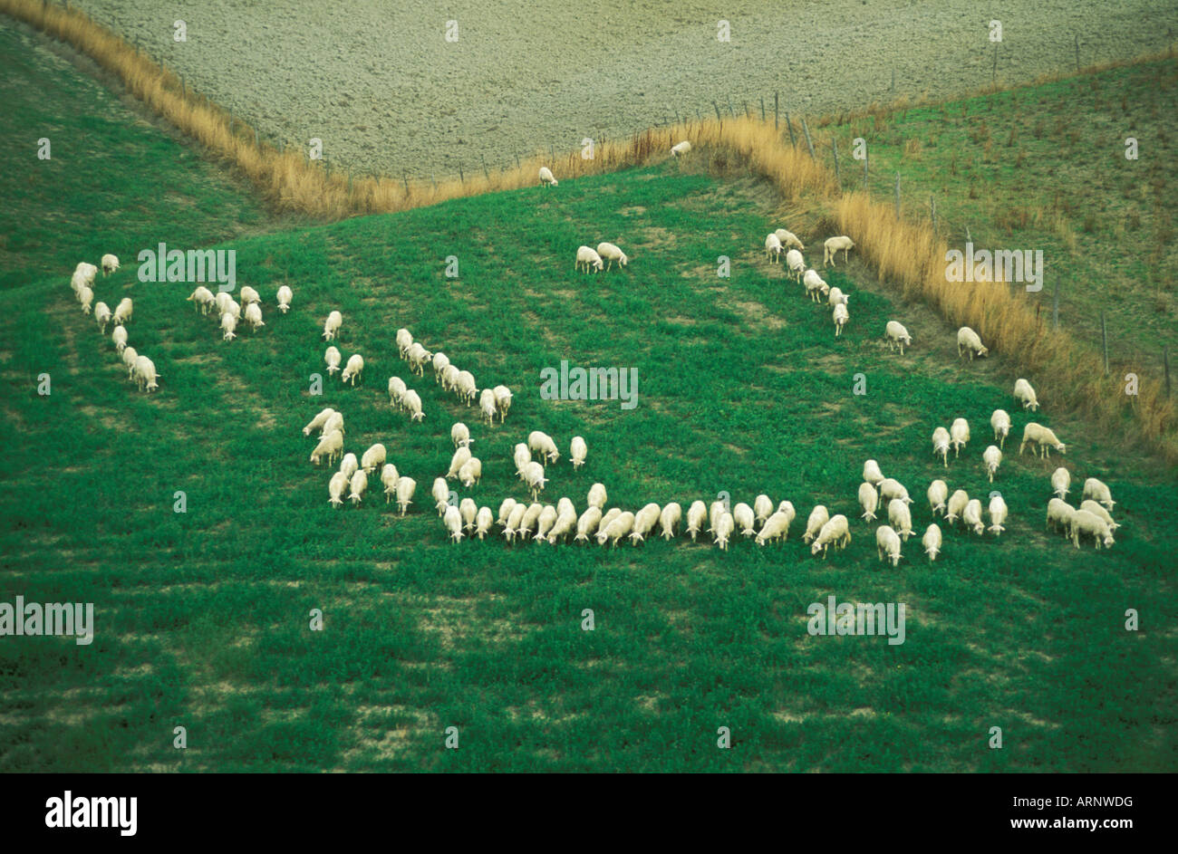 Tuscany sheep graze on hillside hi-res stock photography and images - Alamy