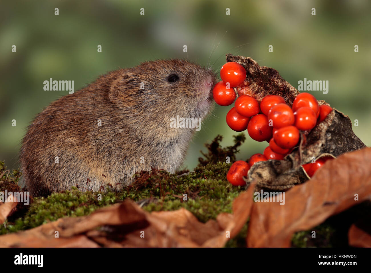 Short tailed vole Microtus agrestis close up Potton Bedfordshire Stock ...