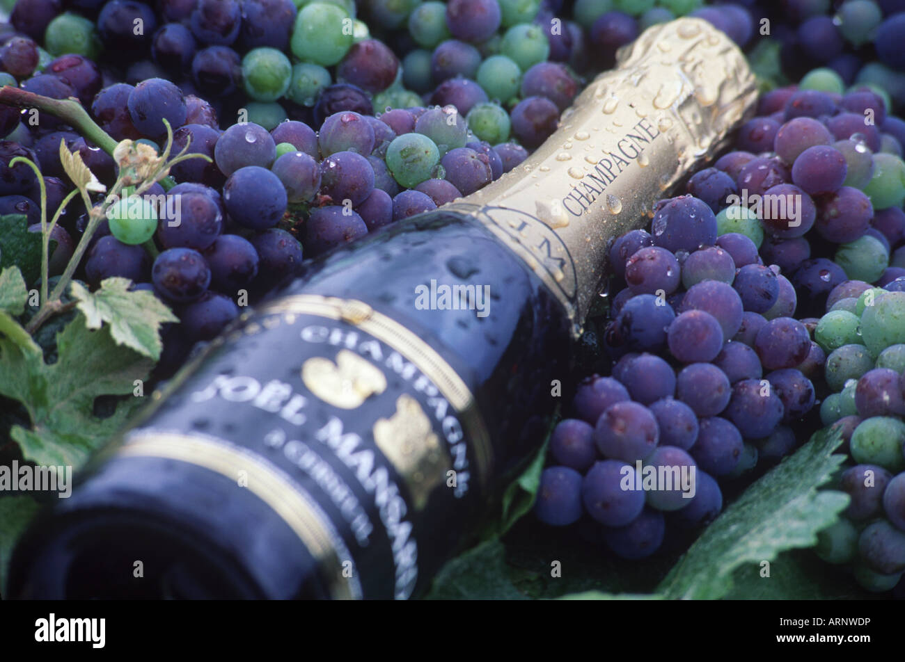 Bottle of Champagne with grapes, France Stock Photo - Alamy
