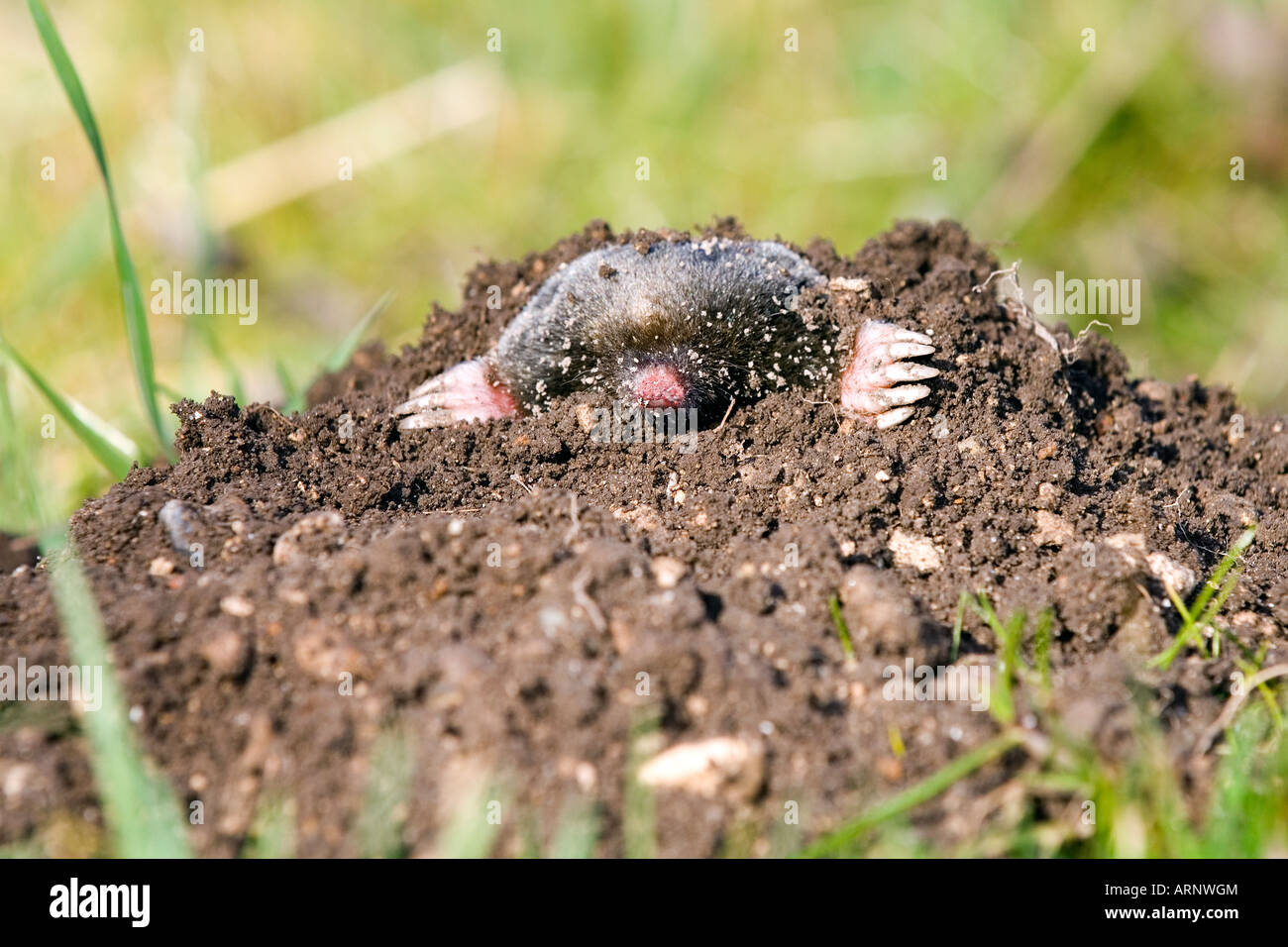 Talpidae family hi-res stock photography and images - Alamy