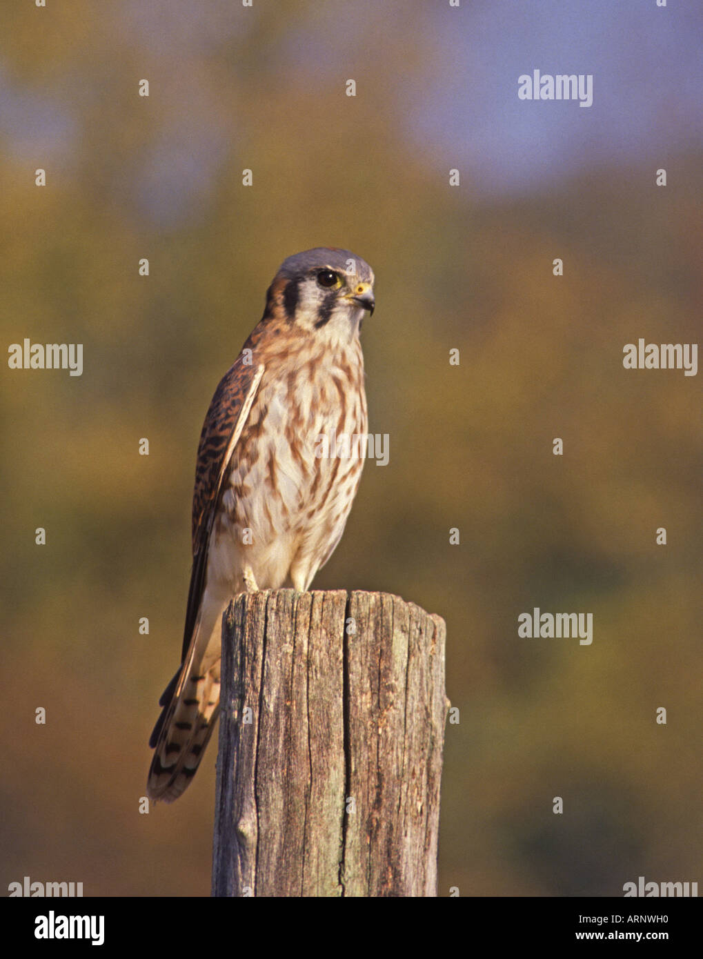 American Kestrels High Resolution Stock Photography and Images - Alamy