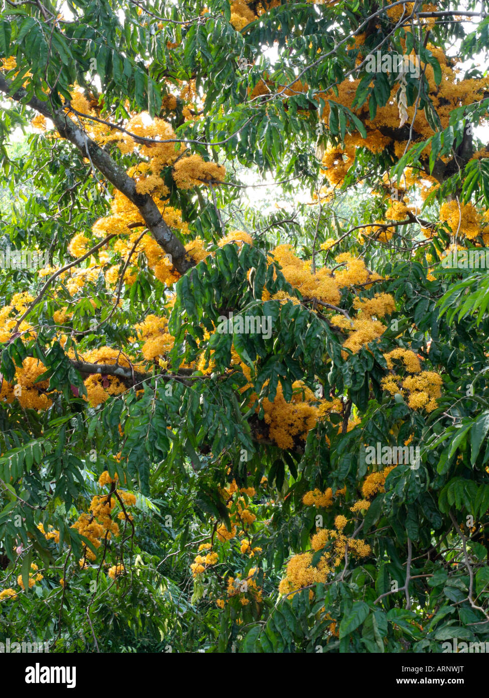 Yellow saraca (Saraca thaipingensis Stock Photo - Alamy