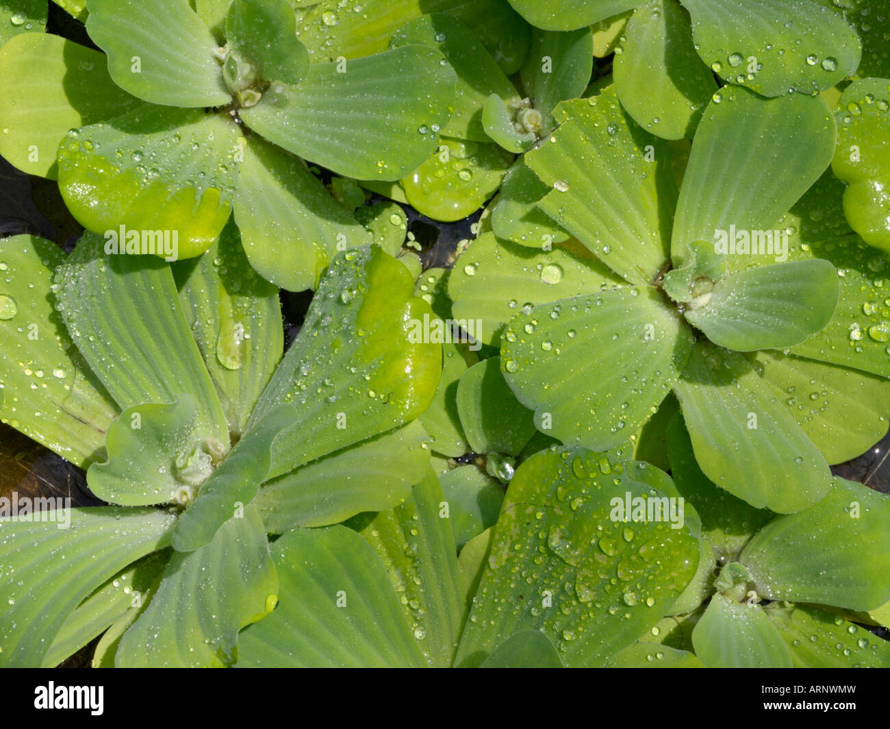 Water lettuce (Pistia stratiotes Stock Photo - Alamy