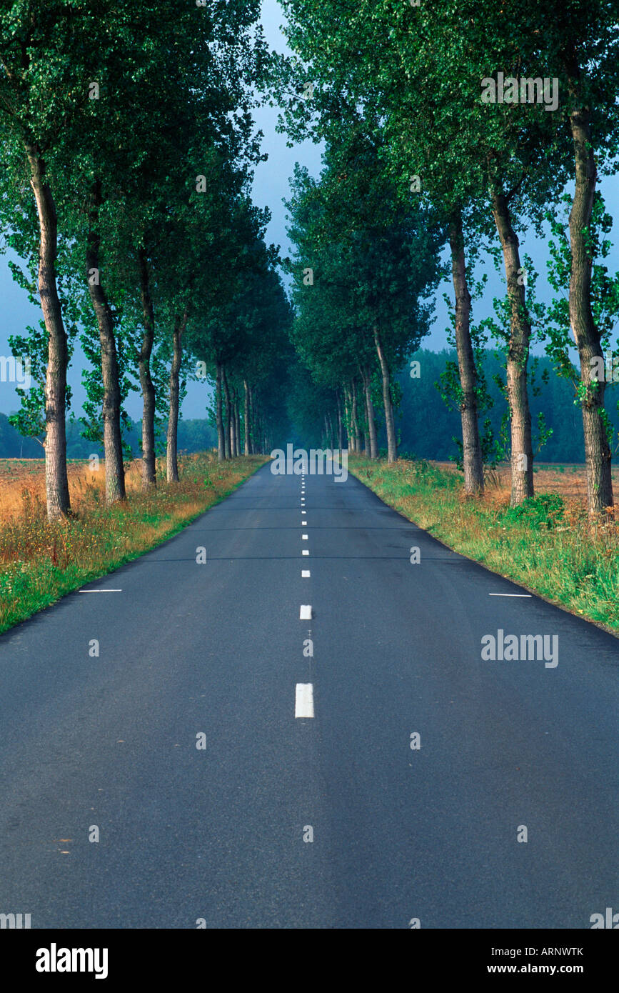 france, tree lined roadway Stock Photo - Alamy