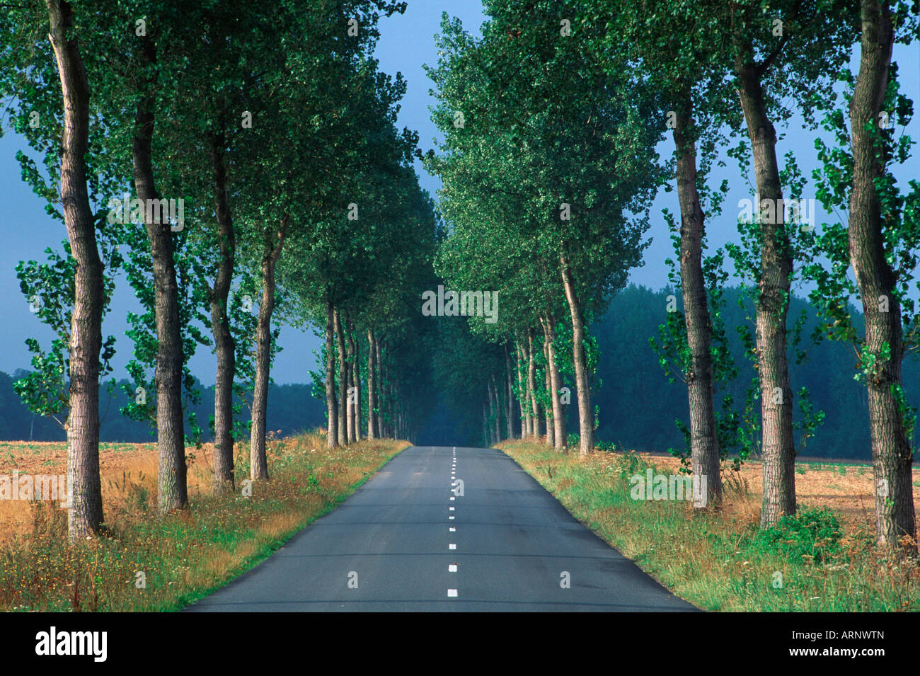 france, tree lined roadway Stock Photo - Alamy