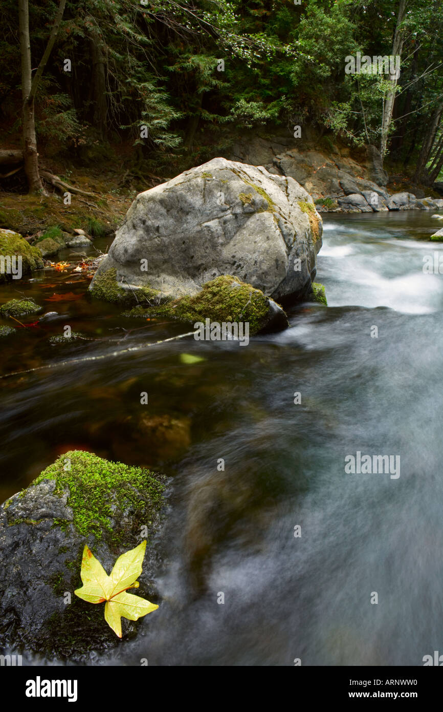 Sycamore leaf on rock in the Big Sur River, California Stock Photo - Alamy
