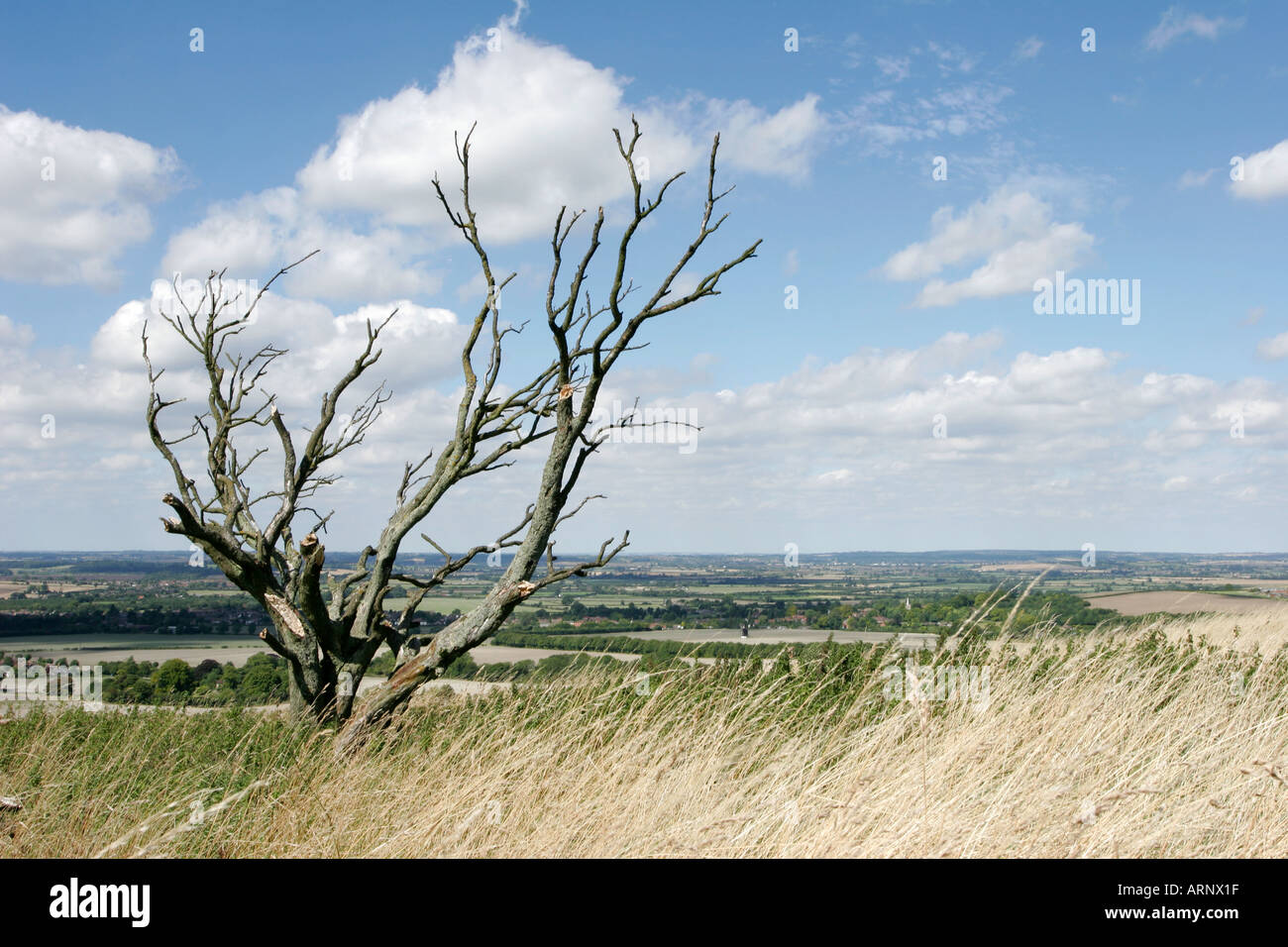 Old dead tree on a ridge in the Chilterns Stock Photo - Alamy
