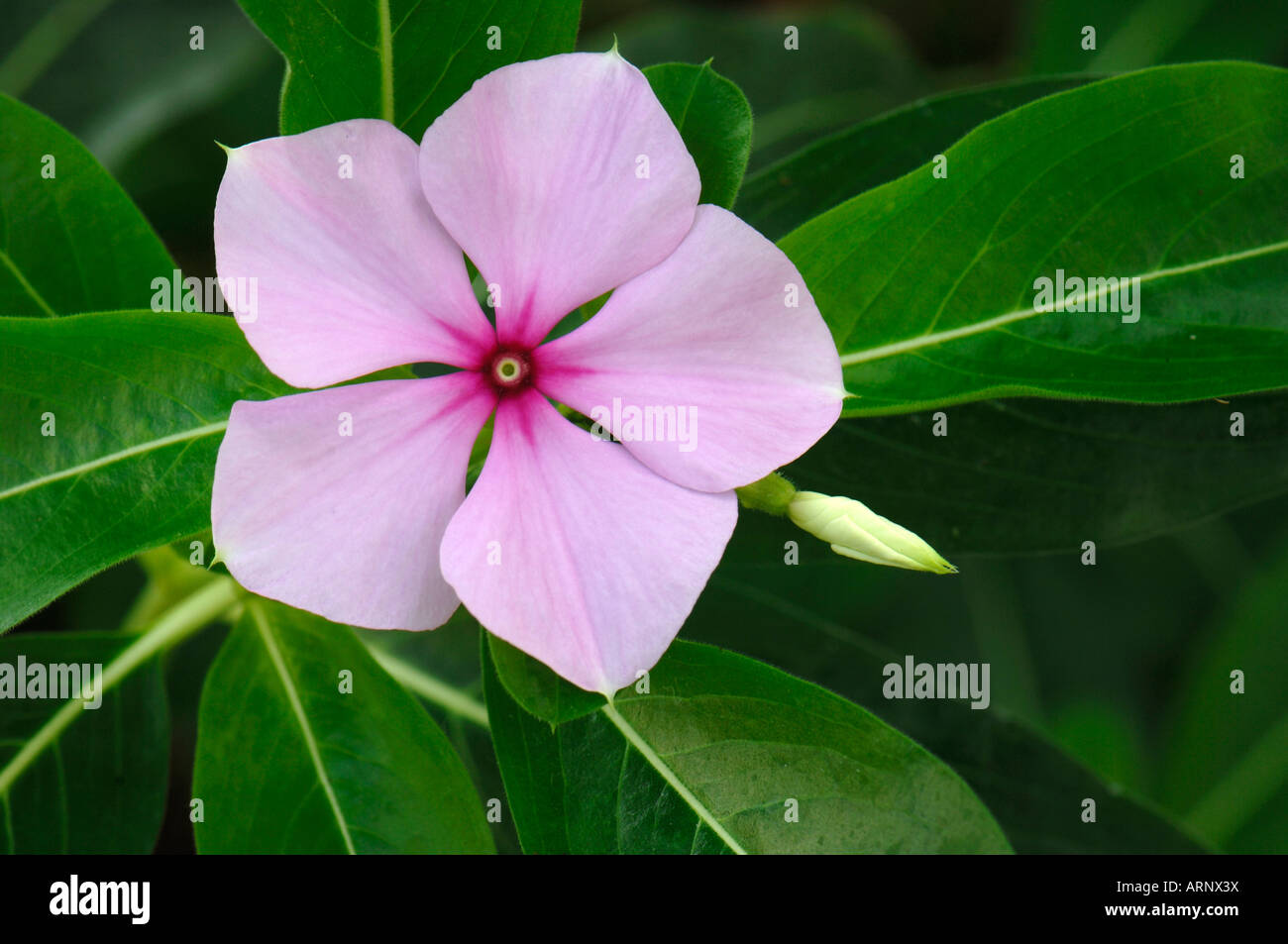 Madagascar Periwinkle Rosy Periwinkle (Catharanthus roseus) flower ...