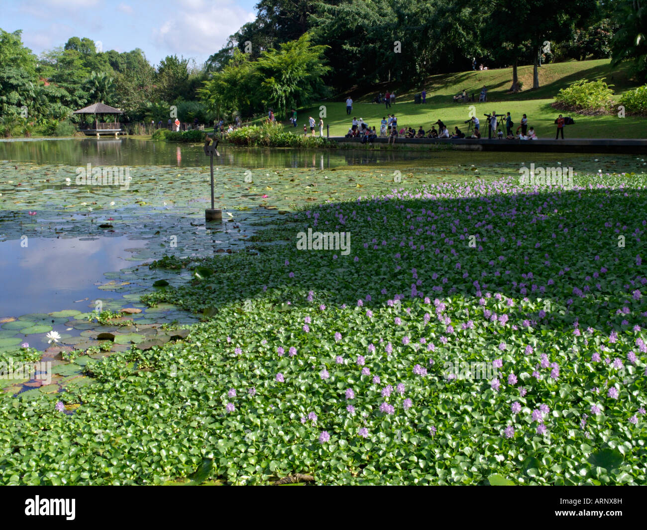 Water hyacinth (Eichhornia crassipes) on Symphony Lake, Singapore ...