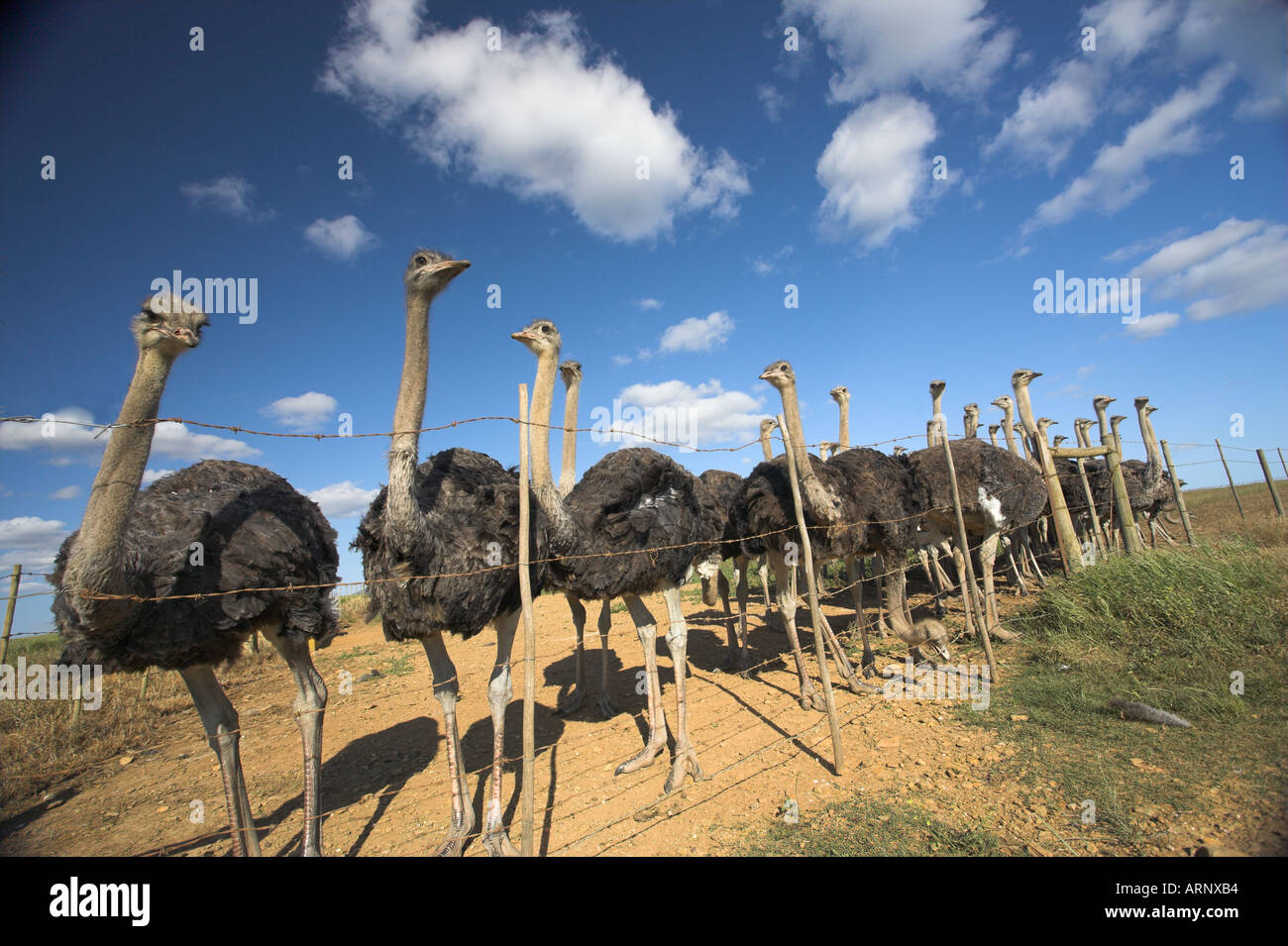 Ostriches on ostrich farm Western Cape South Africa Stock Photo - Alamy