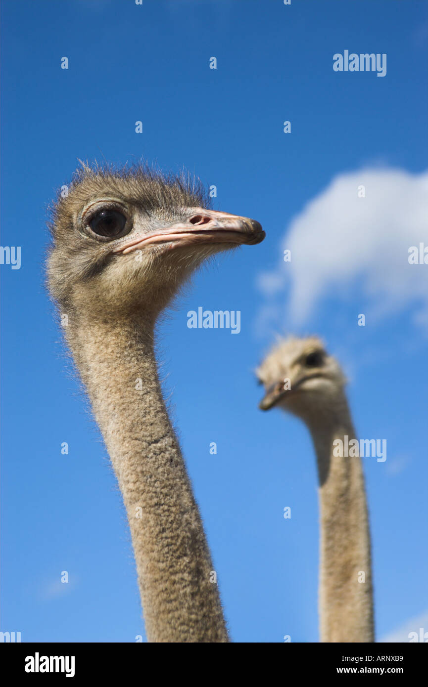 Ostriches on ostrich farm Western Cape South Africa Stock Photo - Alamy