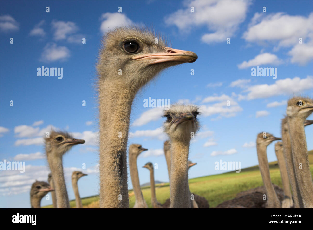 Ostriches on ostrich farm Western Cape South Africa Stock Photo - Alamy