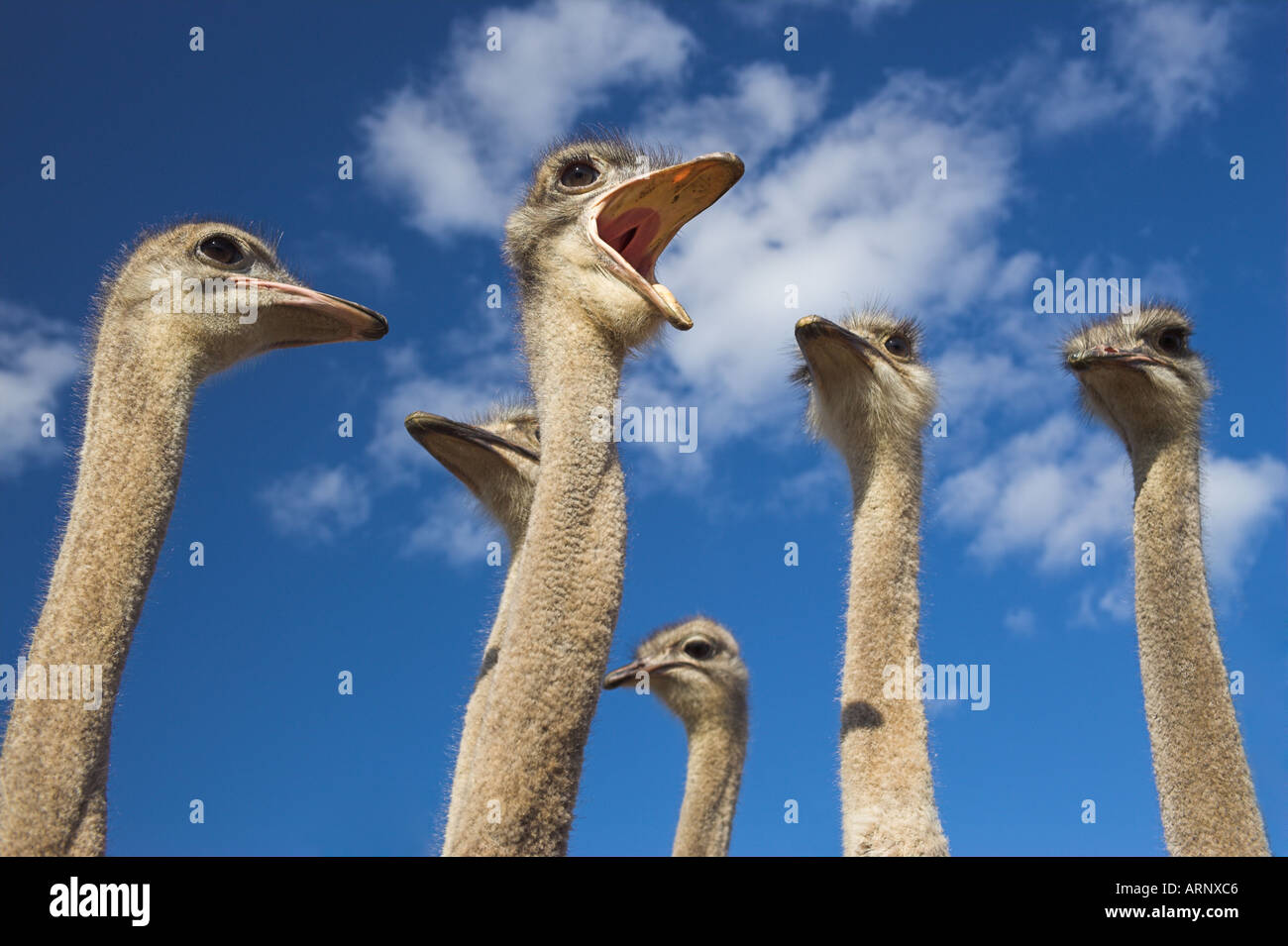 Ostriches on ostrich farm Western Cape South Africa Stock Photo - Alamy