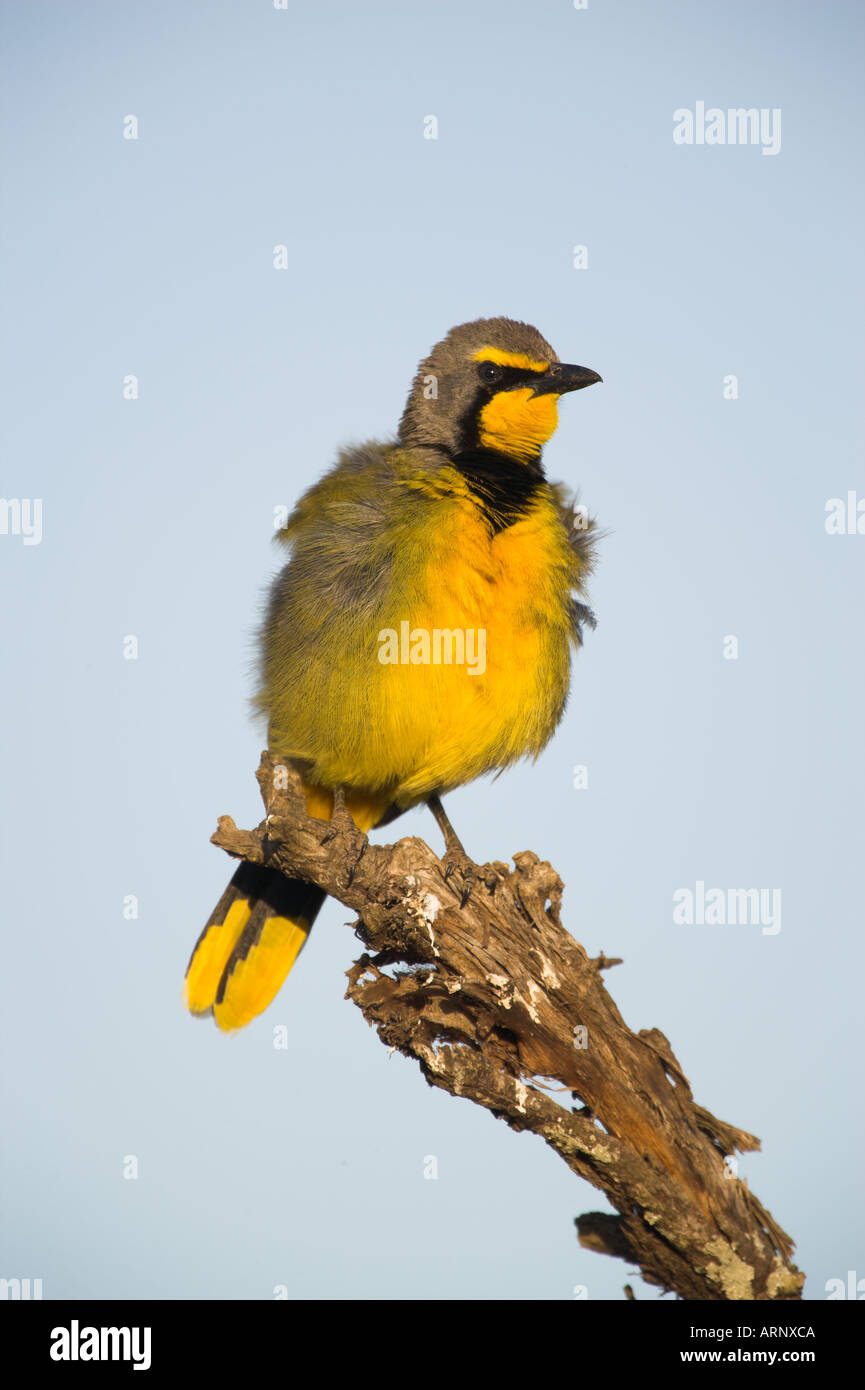 Telephorus High Resolution Stock Photography and Images - Alamy