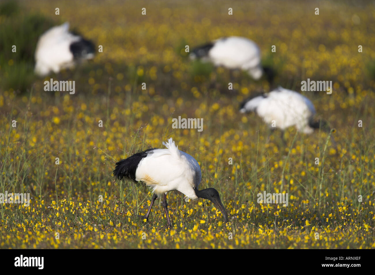African sacred ibis Threskiornis aethiopicus foraging Western Cape ...