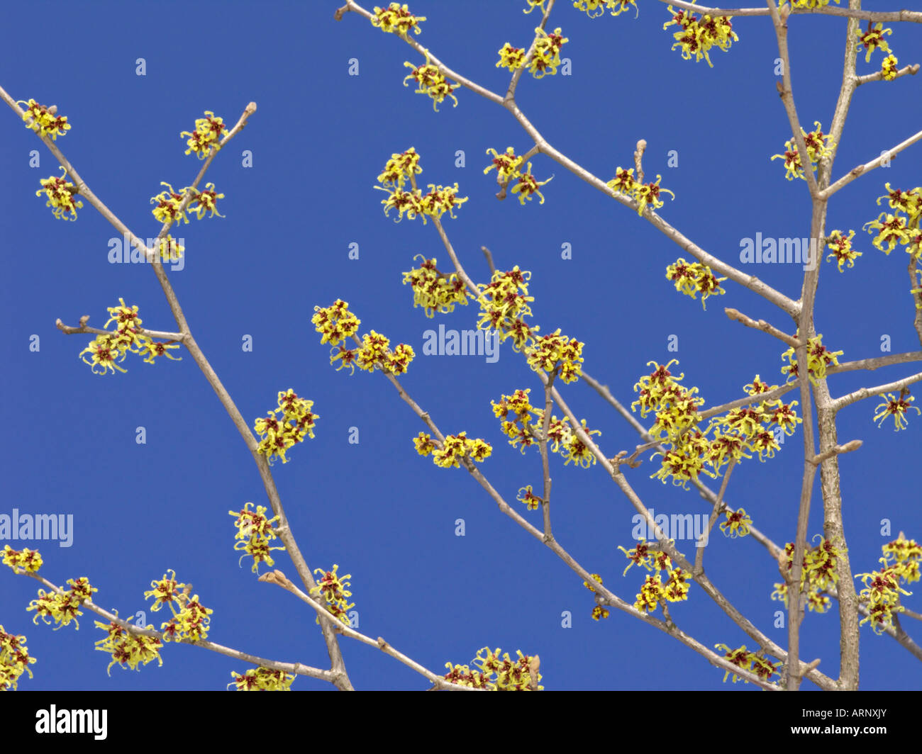Japanese witch hazel (Hamamelis japonica Stock Photo - Alamy