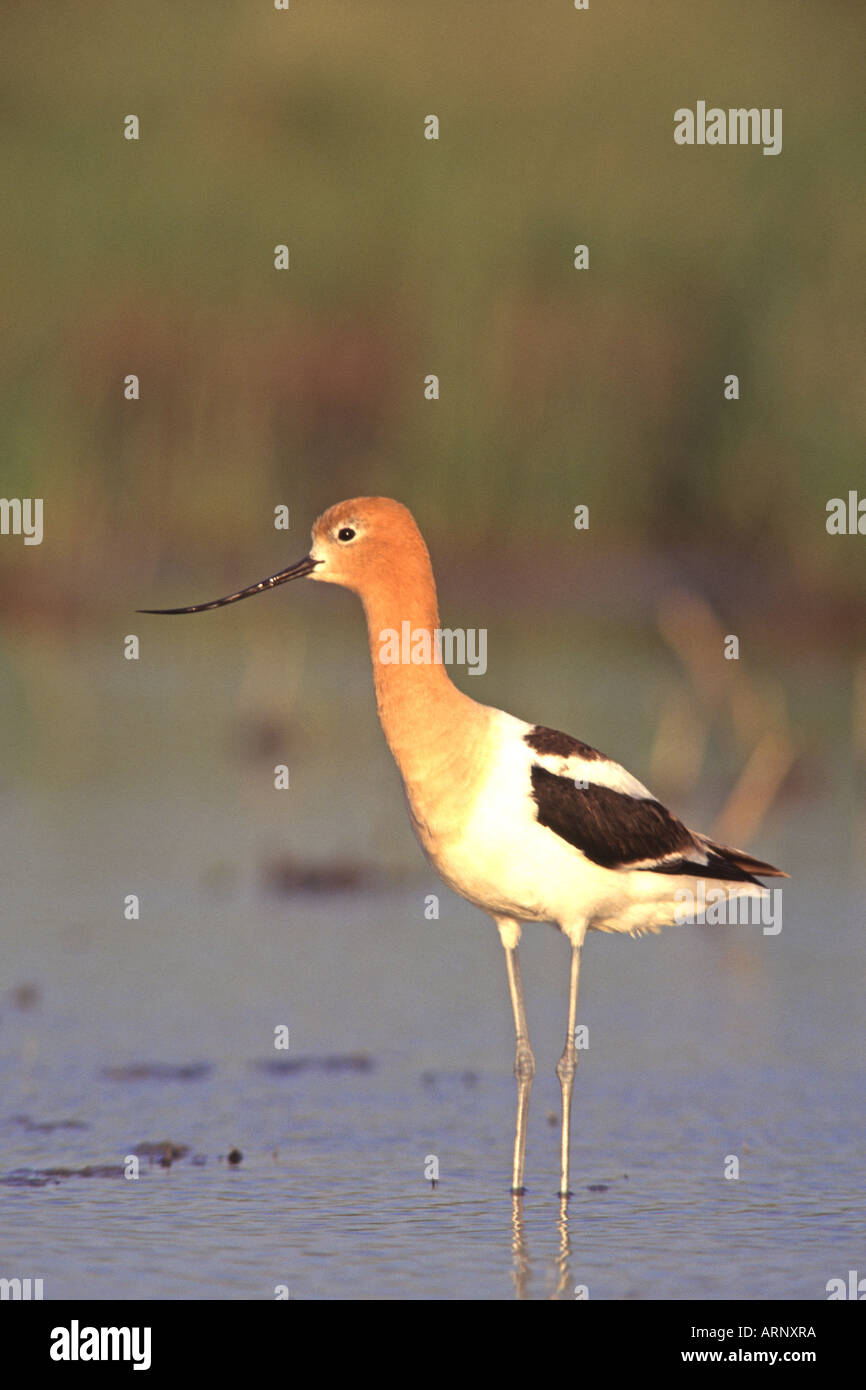 American Avocet - Vertical Stock Photo - Alamy