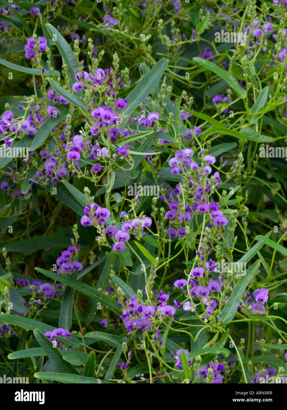 Coral pea (Hardenbergia violacea Stock Photo - Alamy