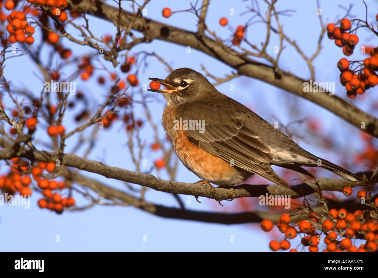 American Robin Eating Hawthorn Berries Stock Photo - Alamy