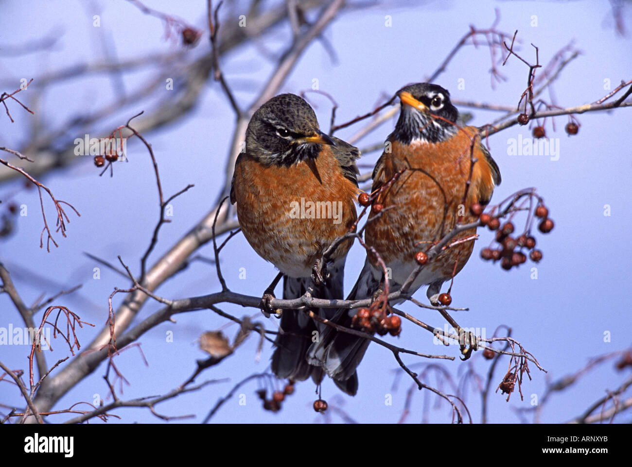 Two robins hi-res stock photography and images - Alamy