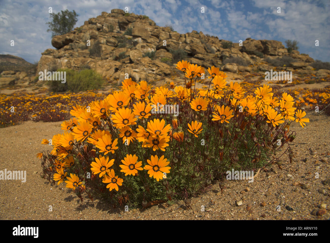 Annual spring wild daisies Namaqualand Northern Cape South Africa Stock ...