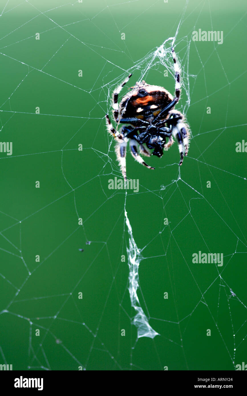 Bark spider hi-res stock photography and images - Alamy