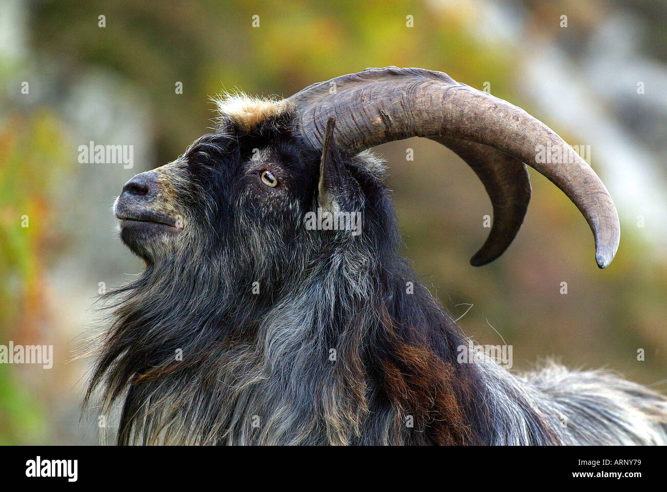 One of the feral goats on Lynton's valley of the rocks in Devon UK ...