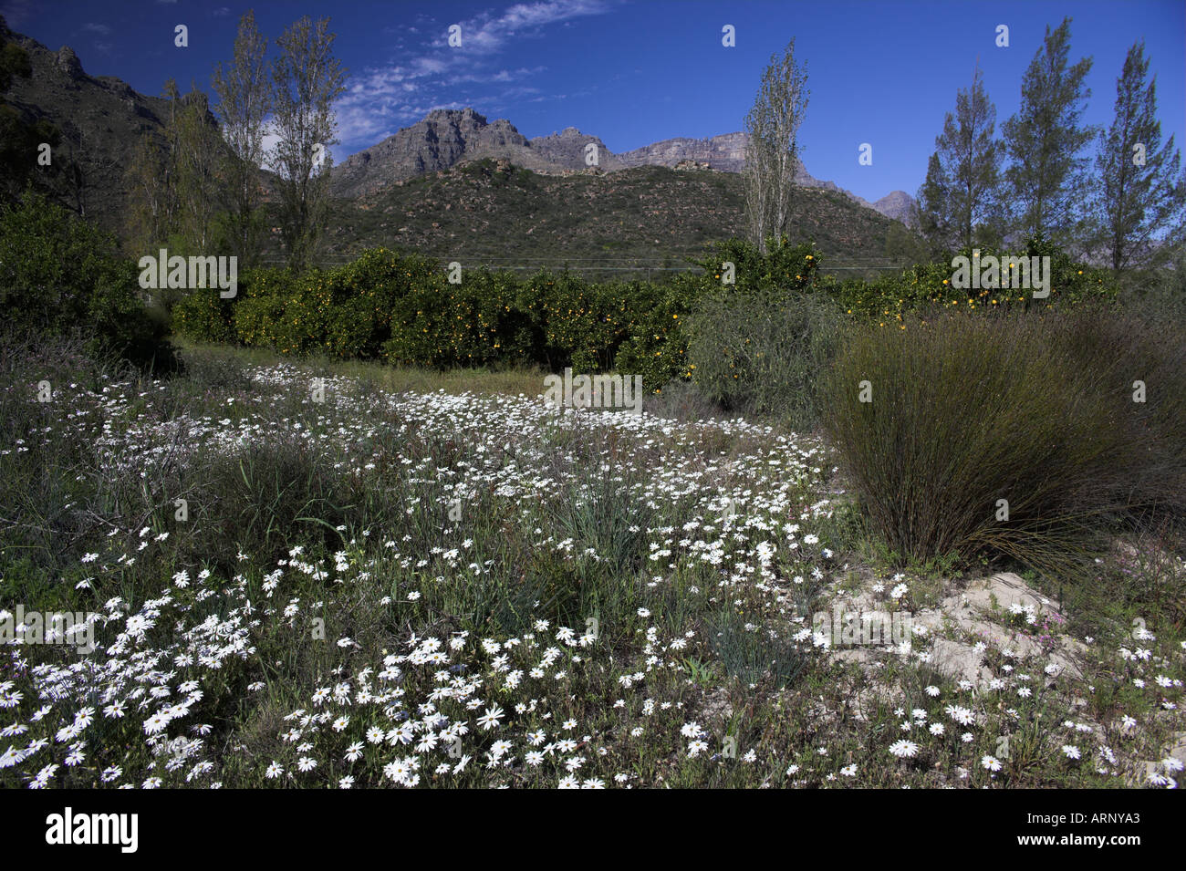 Cedarberg mountains hi-res stock photography and images - Alamy
