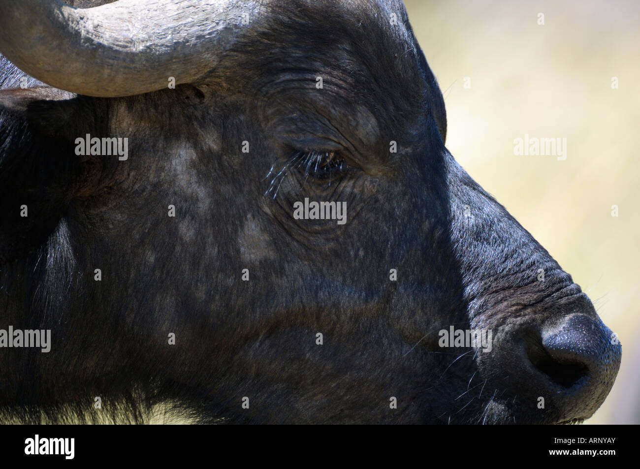 Buffalo,side Portrait,close up of a cape buffalo,Masai Mara,Kenya Stock ...