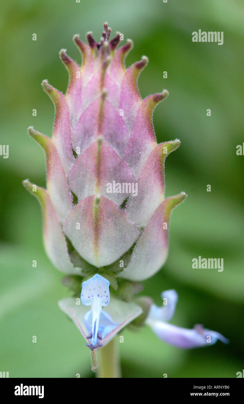Close up of flowering Spur Flower Plectranthus neochilus Stock Photo ...