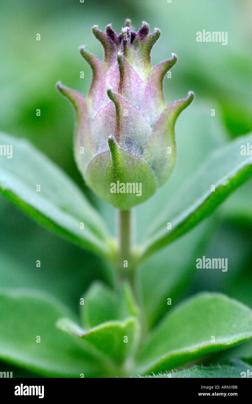 Pink spur hi-res stock photography and images - Alamy