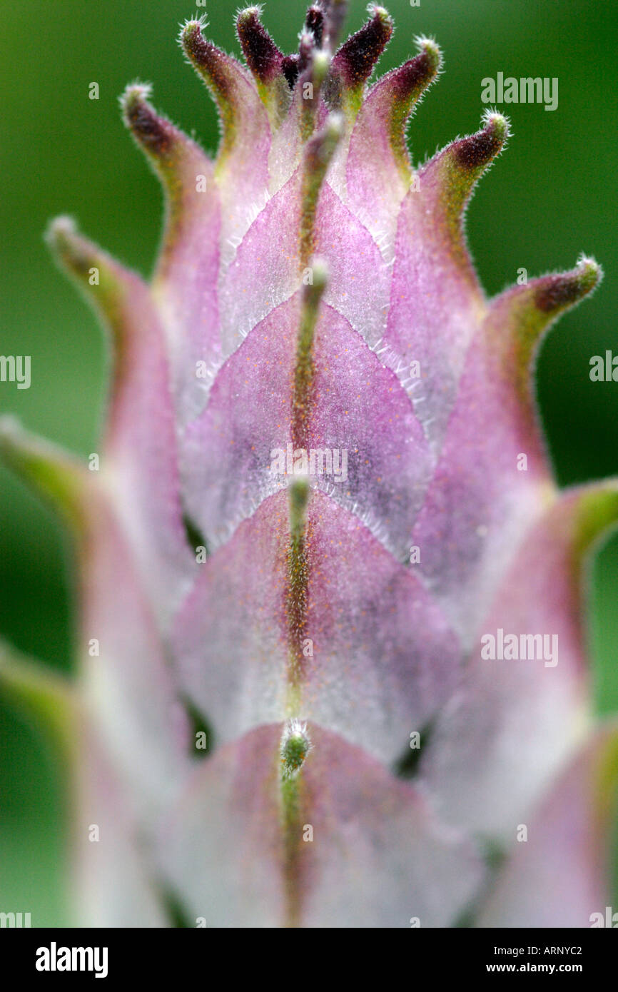Close up of flowering Spur Flower Plectranthus neochilus Stock Photo ...