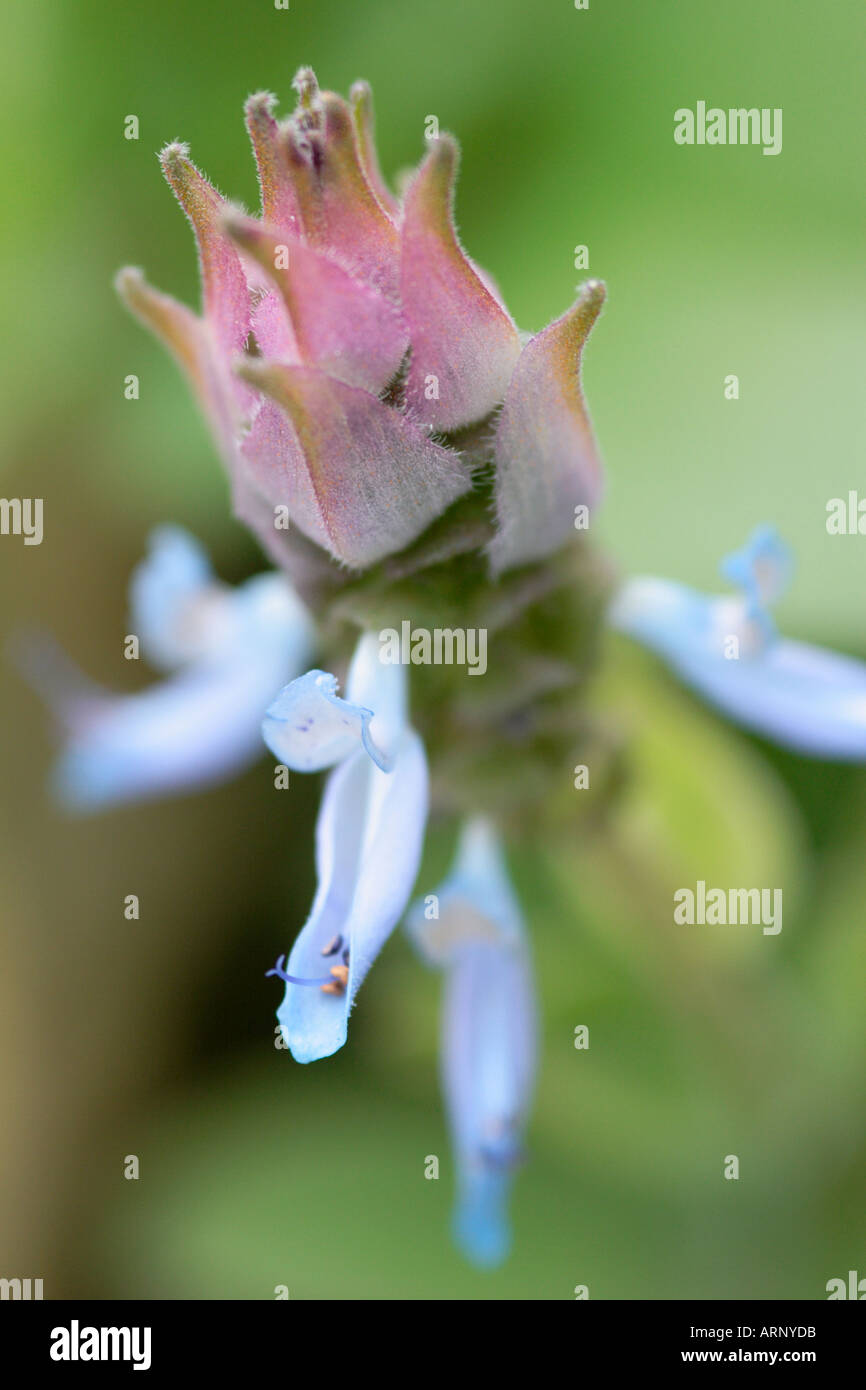 Close up of flowering Spur Flower Plectranthus neochilus Stock Photo ...