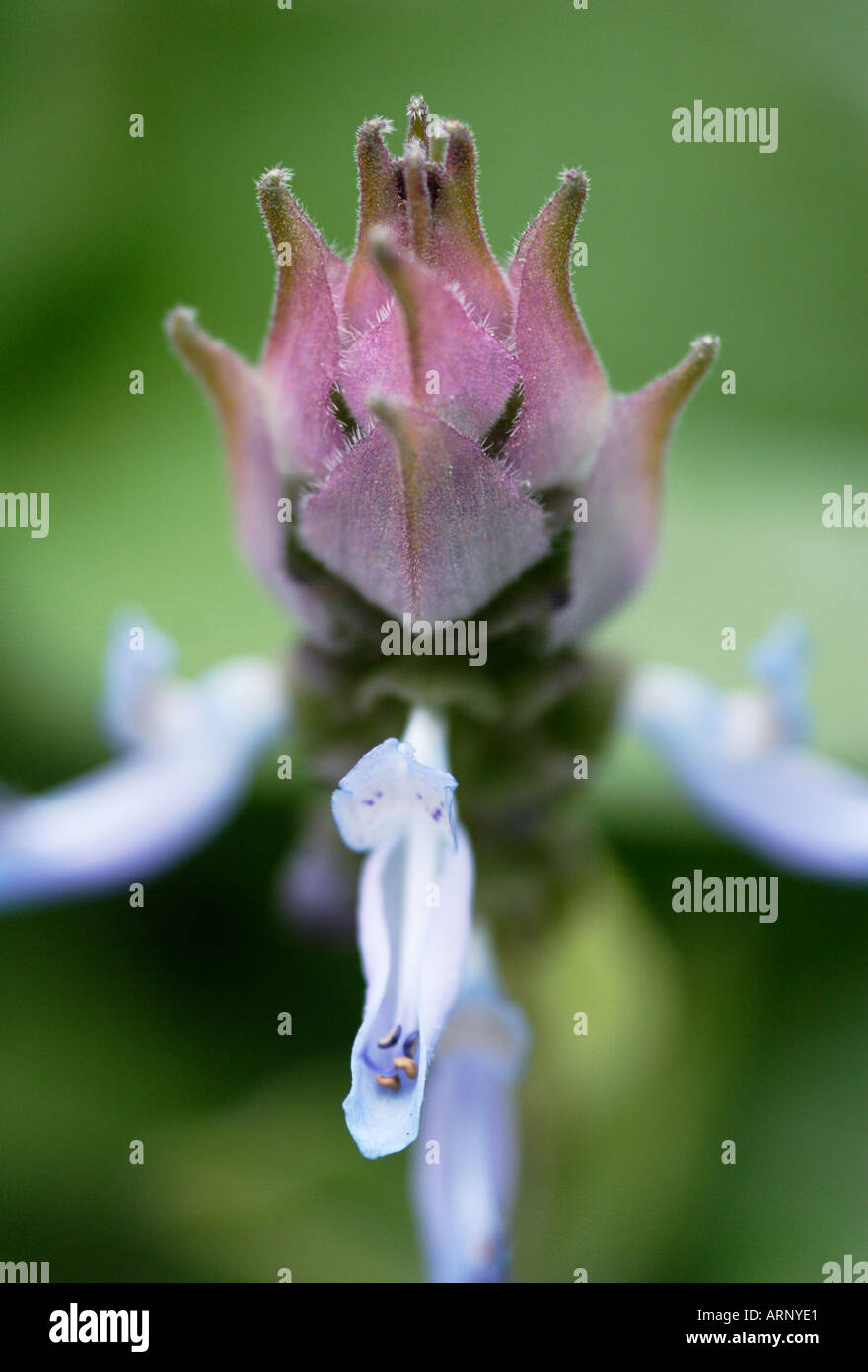 Close up of flowering Spur Flower Plectranthus neochilus Stock Photo ...