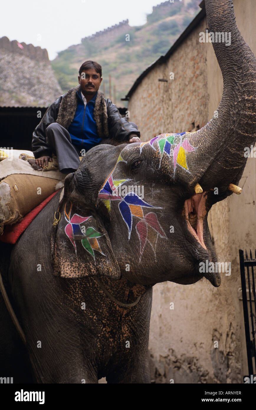 India, Rajsatan, Jaipur area near Amber Fort. Elephants and mahoot ...