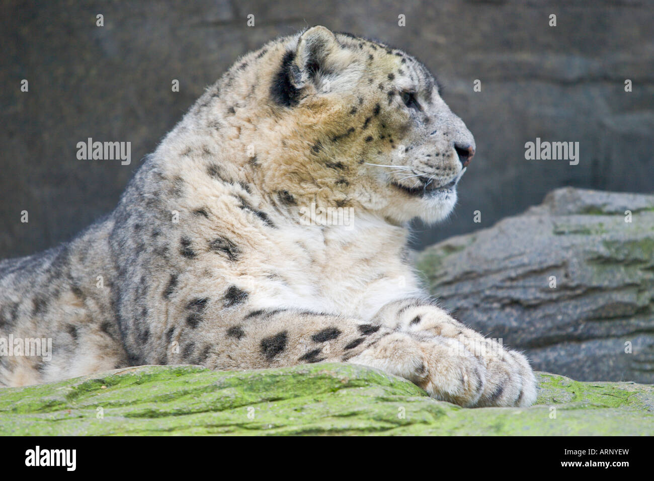 Snow Leopard lying on rock Stock Photo - Alamy