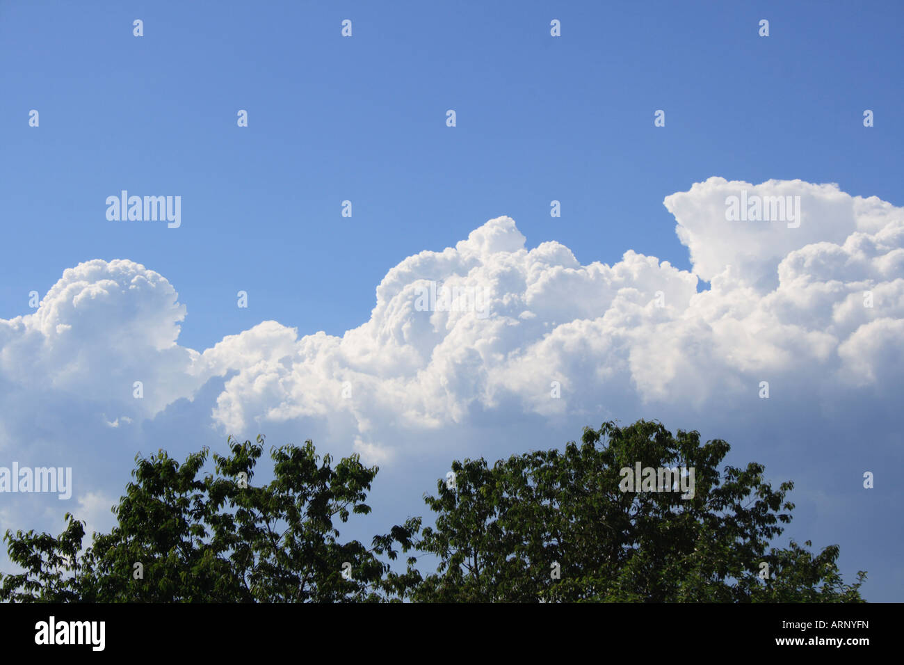Storm clouds gathering against a blue sky above tree tops. Photo by ...