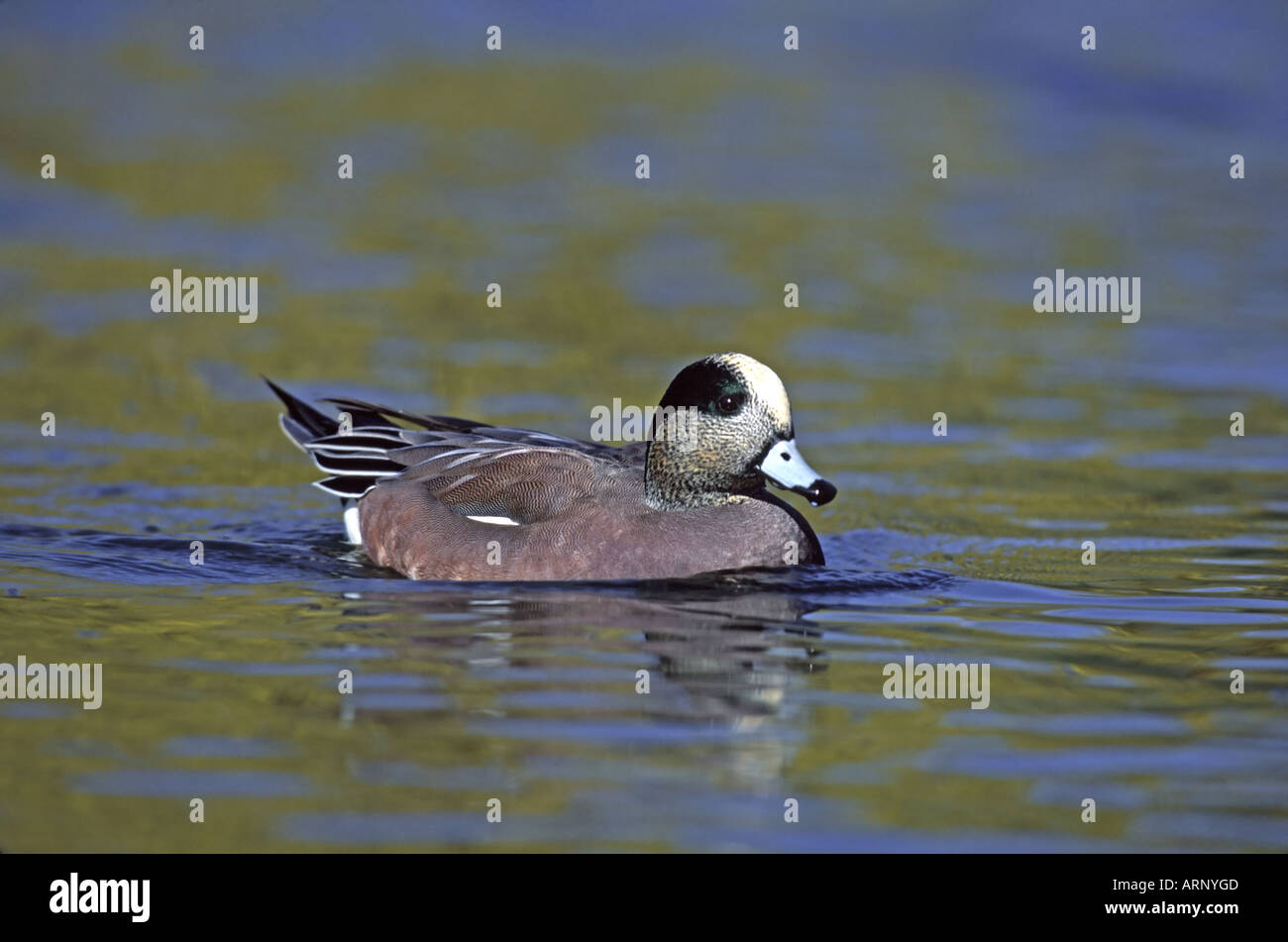American widgeon ducks hi-res stock photography and images - Alamy