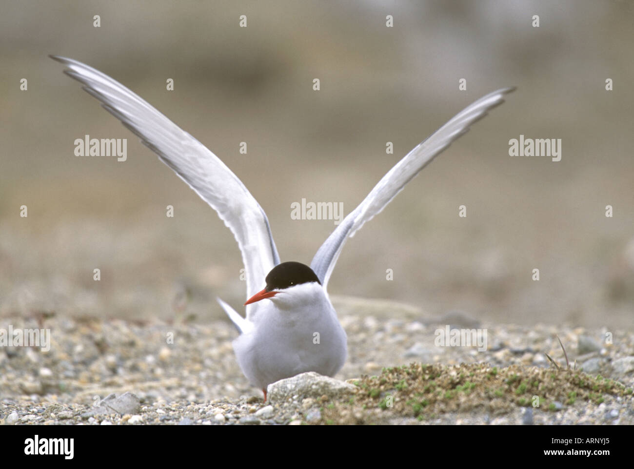 Family of terns hi-res stock photography and images - Alamy